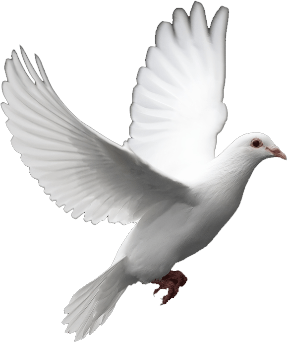 Download Birds - Dove Png Transparent Background PNG Image with No ...