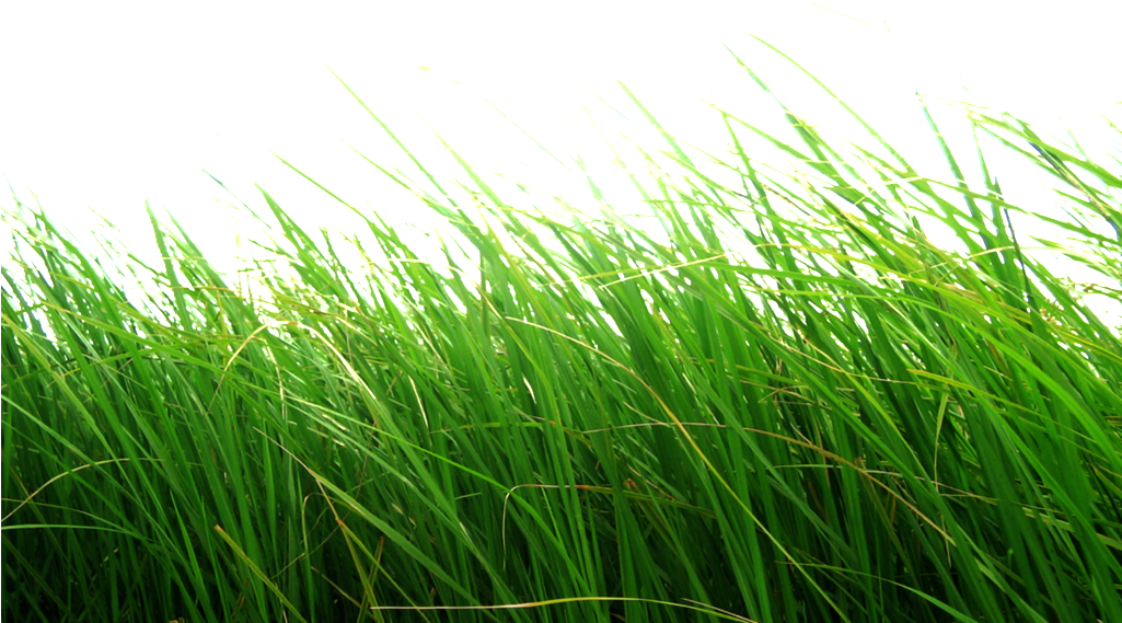 Grass Png Transparent Background - Free Transparent PNG Download - PNGkey