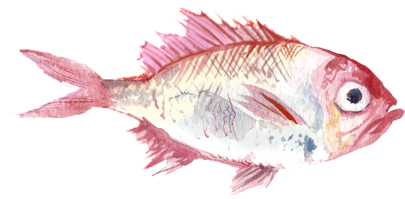 Download Red Fish Watercolor Hand Drawn Transparent - Watercolor ...