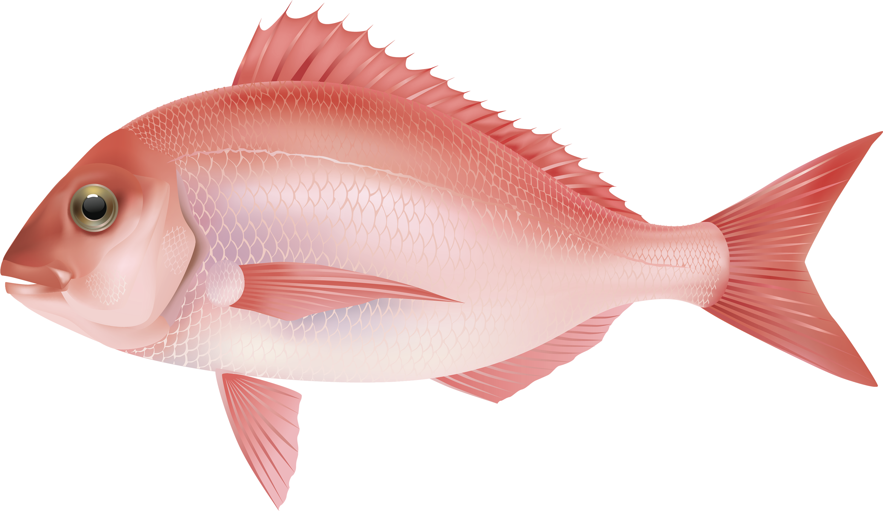Red Sea Fish Png Clipart Image - Ocean Fish Png - Free Transparent PNG ...