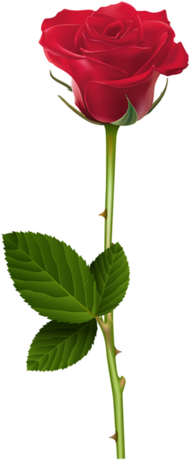 Single Rose Image, Single Red Rose, Red Rose Png, Red - Rose ...