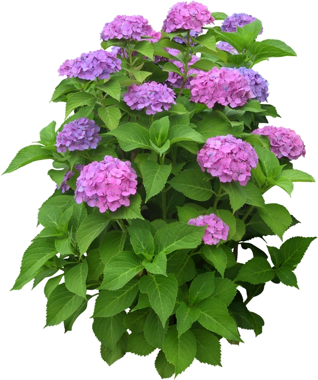 High Resolution Clip Art Free - Infoupdate.org