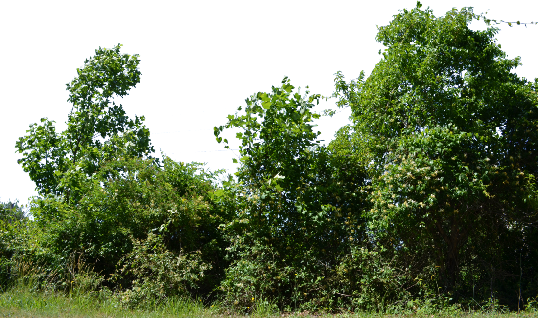 Download Row Of Bushes Png Banner Library - Row Of Trees Png PNG Image ...
