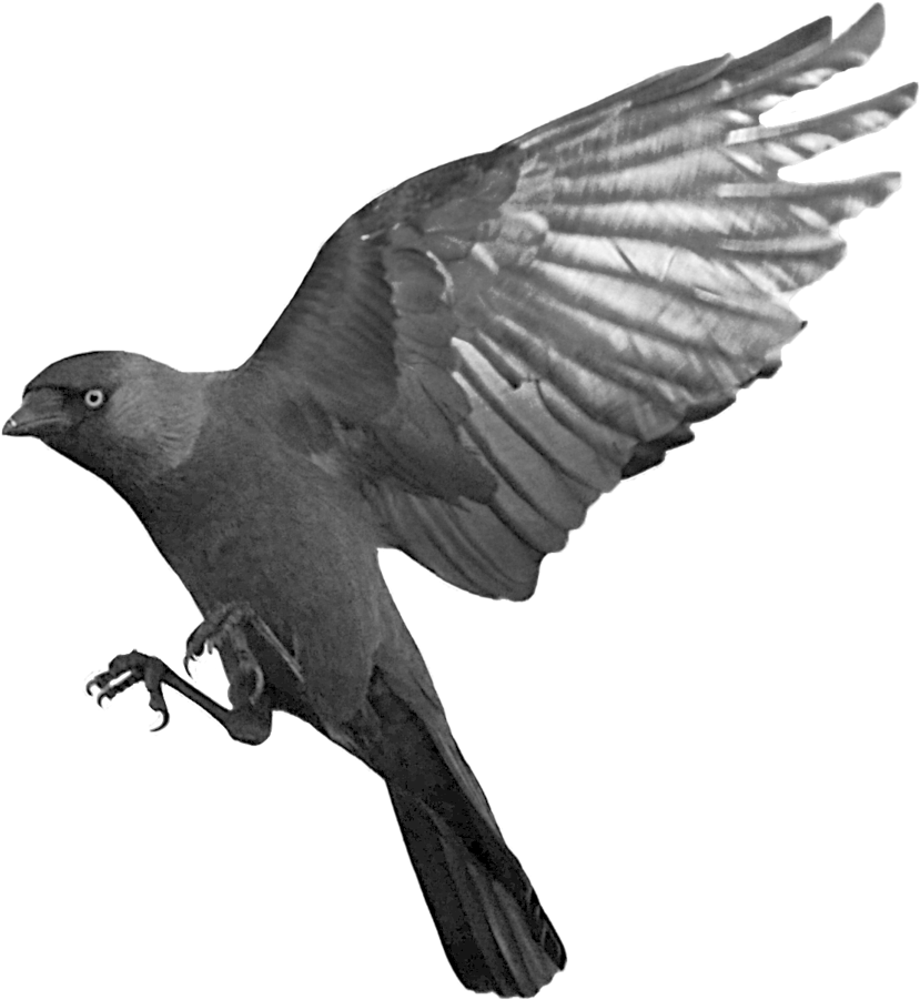 Download Raven Flying Transparent Png - Crow Flying Transparent ...