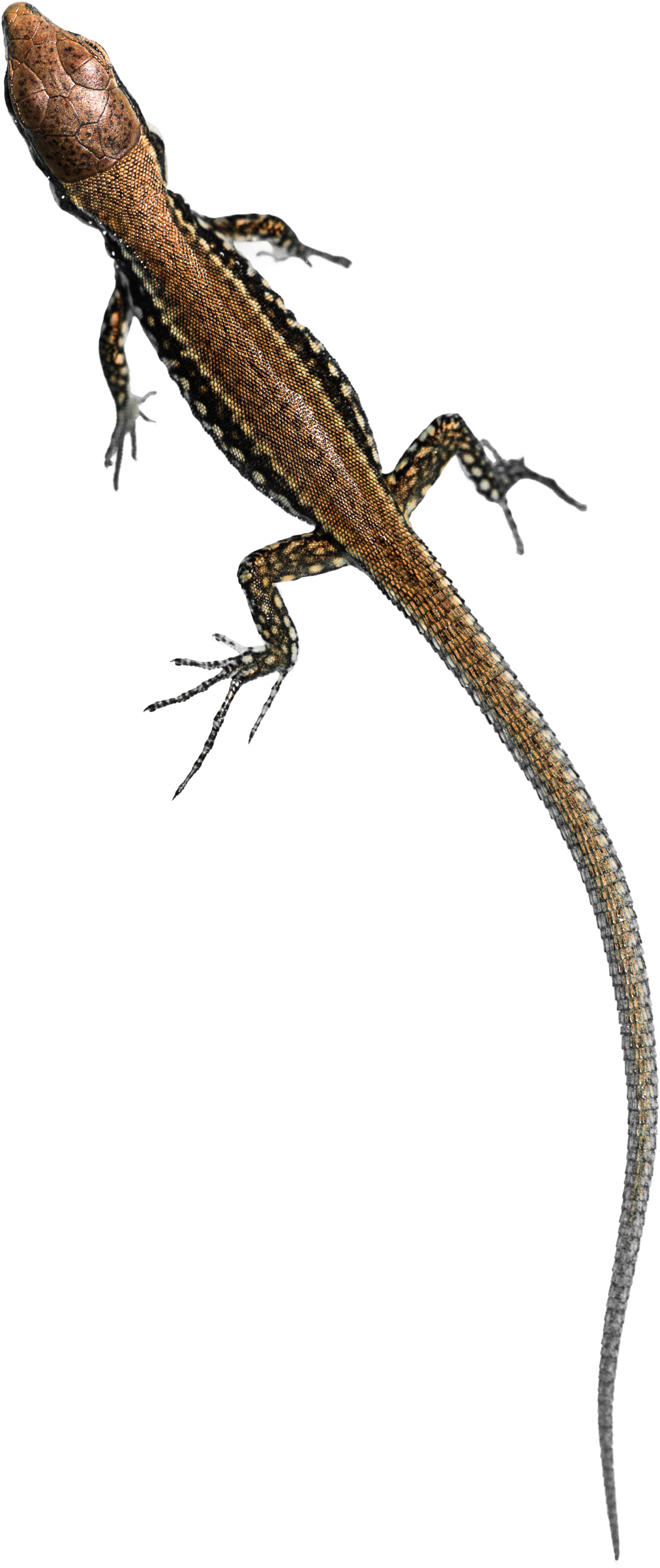 Download Free Png Lizard Free Png Png Images Transparent - Lizard Png ...