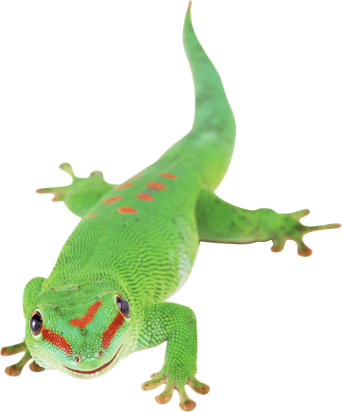 Download Free Png Green Lizard Png Png Images Transparent - Green ...