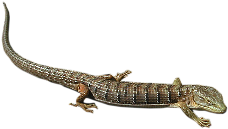 Lizard Png - Alligator Lizard Transparent Background - Free Transparent ...
