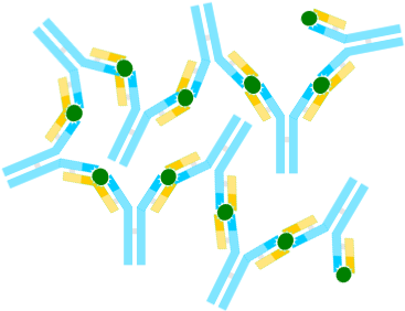 Download Antigen Antibody Complex - Antigen Antibody Png PNG Image with ...