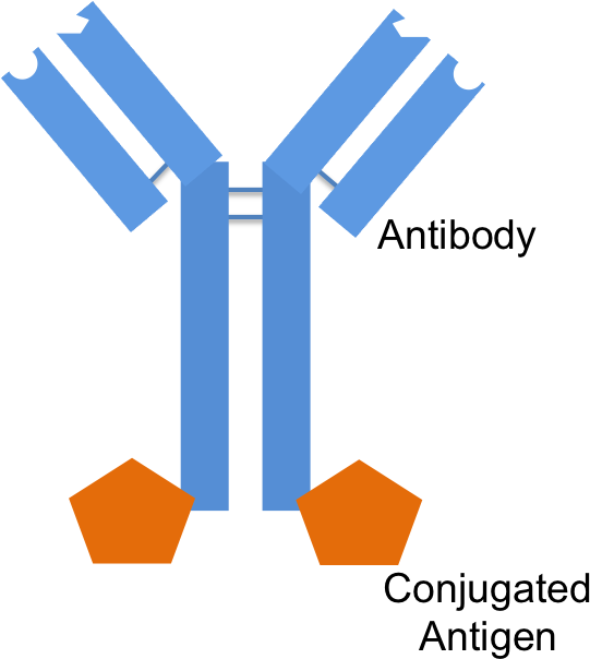 Download An Antibody With An Antigen Conjugated To The Fc Portion ...