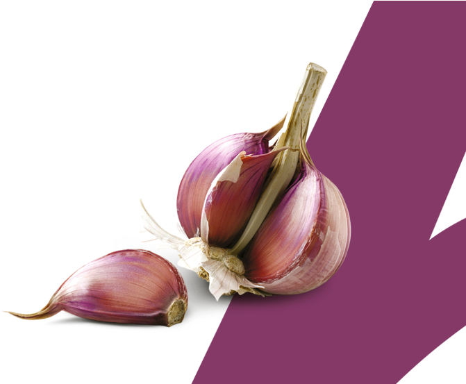Download Ajo Espanol Calidad Proaco - Garlic PNG Image with No ...