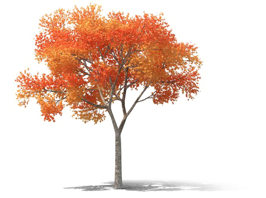 Realistic Tree Png High-quality Image - Png High Resolution Tree - Free ...
