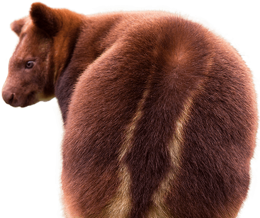 Tree Kangaroo Side Image - Tree Kangaroo Png - Free Transparent PNG ...