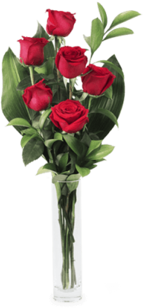 Download 6 Rosas Rojas - Rosas Rojas PNG Image with No Background ...