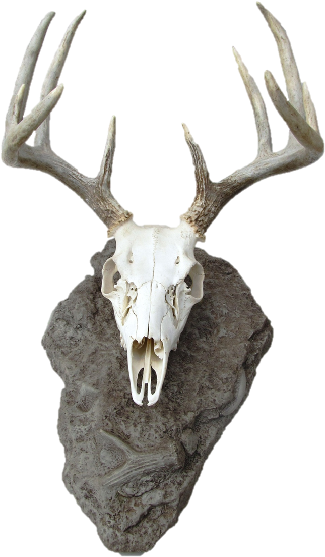 Download Deer Skull Mount PNG Image with No Background - PNGkey.com