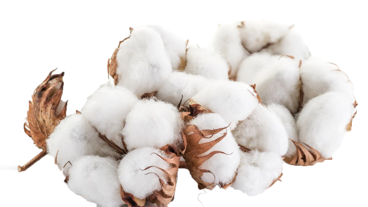 Download Cotton Png PNG Image with No Background - PNGkey.com