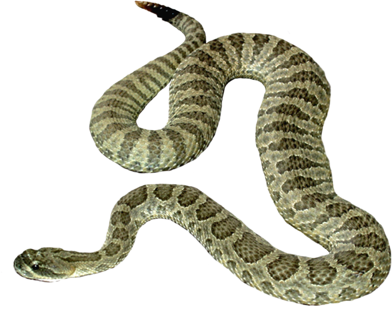 Snake Png Image Picture Download Free - Snake With No Background - Free ...