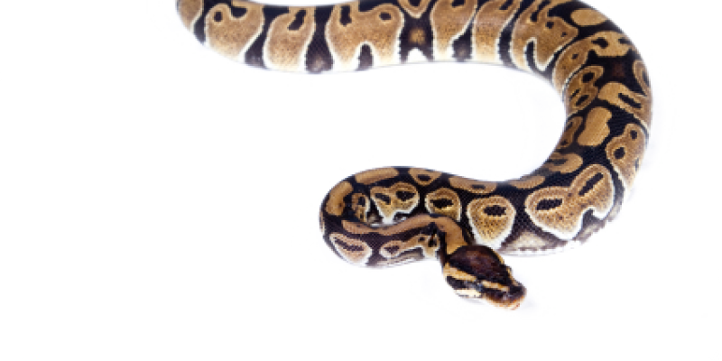 Snakes - Boa Serpente Png - Free Transparent PNG Download - PNGkey