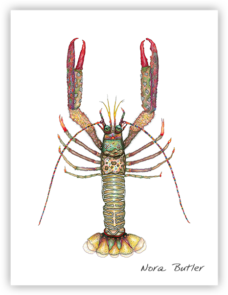 Download Prints - Spiny Lobster PNG Image with No Background - PNGkey.com
