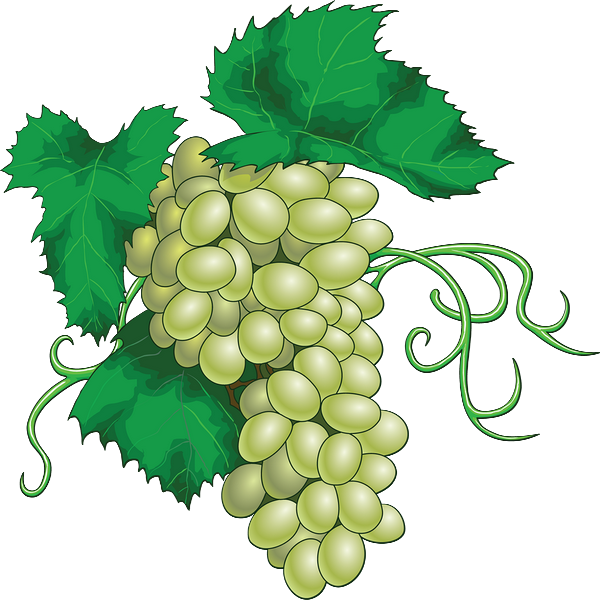 Download Vector Grapes PNG Image with No Background - PNGkey.com