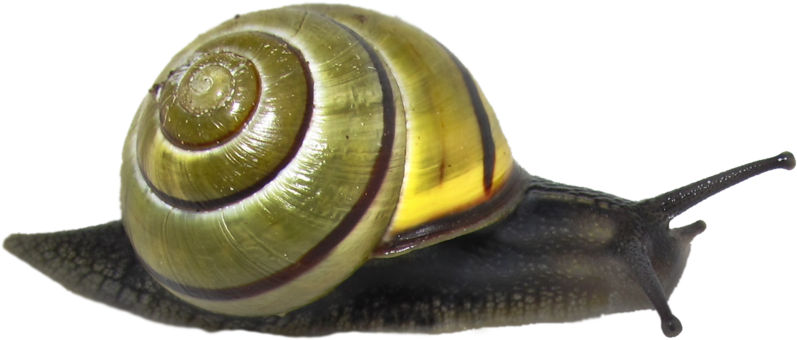 Snail Png Clipart - Snail Png - Free Transparent PNG Download - PNGkey