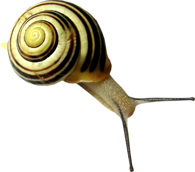 Download Snail Png - Snails Png PNG Image with No Background - PNGkey.com