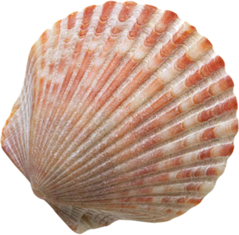 Download Sher Your Scraps - Concertos Op. 10 Nos. PNG Image with No ...