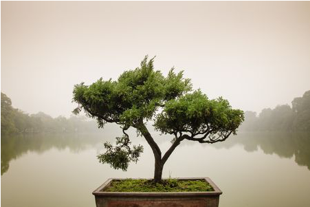 Download Green Chinese Bonsai Tree - Bonsai Tree Zen Garden PNG Image ...