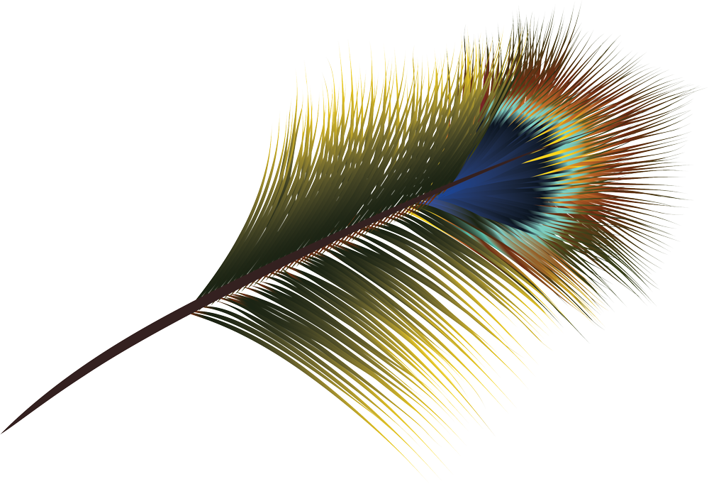 Feather Vector - Transparent Feather Vector - Free Transparent PNG ...