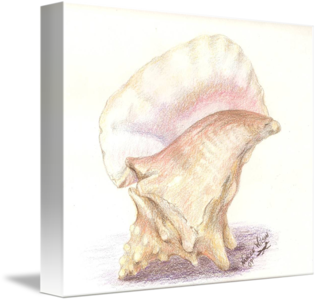 Drawing Shell Study - Sketch - Free Transparent PNG Download - PNGkey