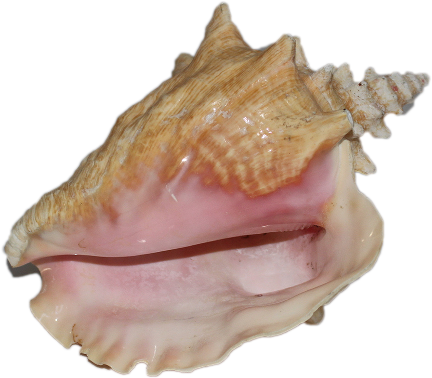 Download Conch-shell PNG Image with No Background - PNGkey.com