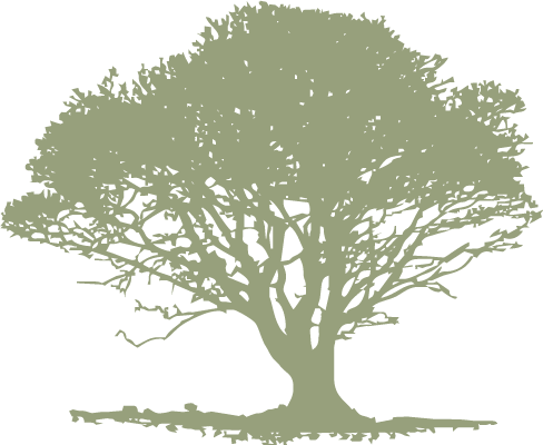 Download Single Light Green Tree - Tree From The Left Side PNG Image ...