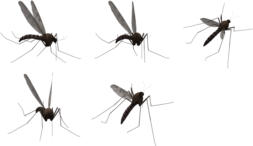 Mosquito Transparent Background - Free Transparent PNG Download - PNGkey