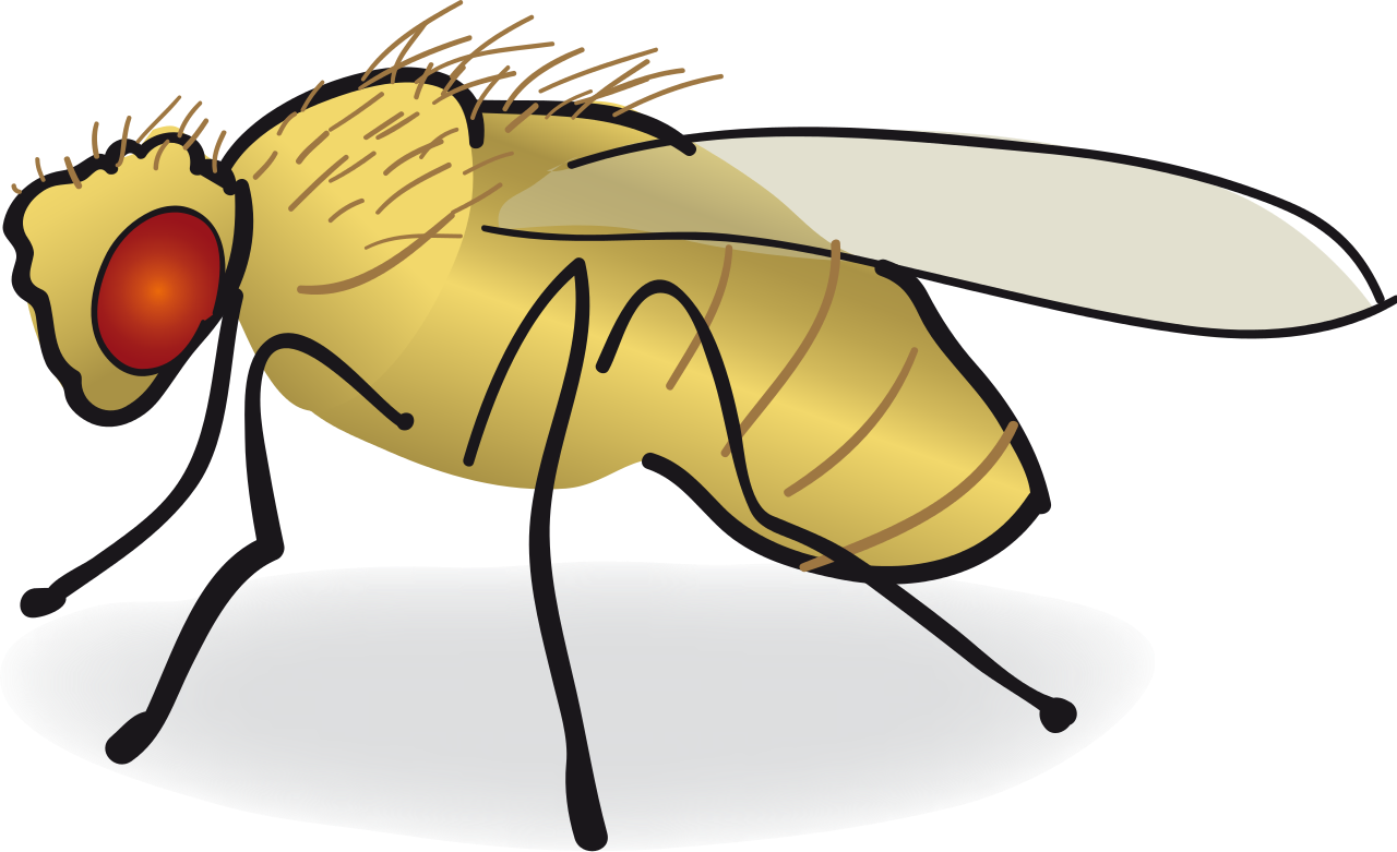 Download Drosophila Drawing Easy - Fruit Fly Drawing PNG Image with No ...