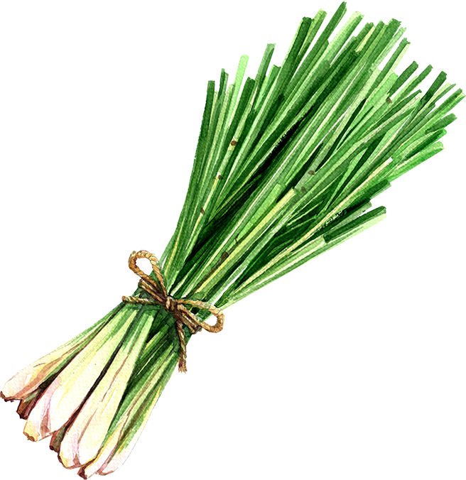 Download Lemongrass Lemongrass Oil - Lemon Grass Illustration PNG Image ...