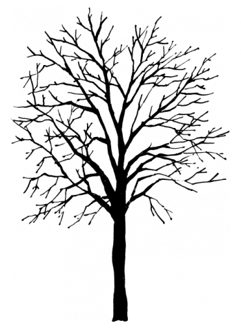 Download Tree Height - 50 - 00-75 - 00 Feet - Ash Tree Outline PNG ...