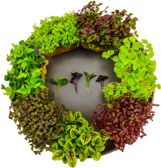 Microgreens - Wreath - Free Transparent PNG Download - PNGkey