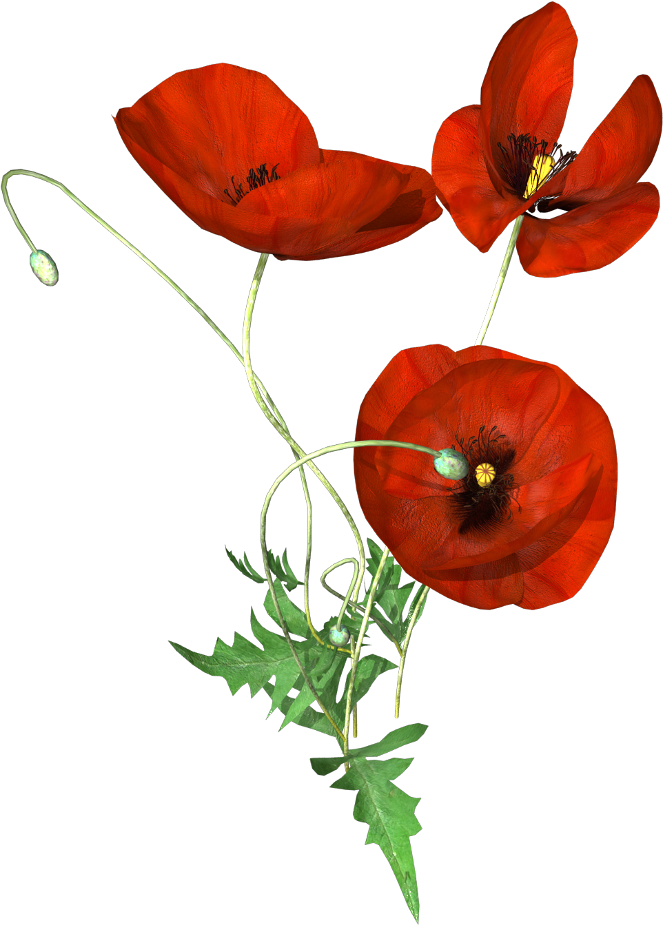 Hand Painted Three Poppies Png Transparent - Portable Network Graphics ...
