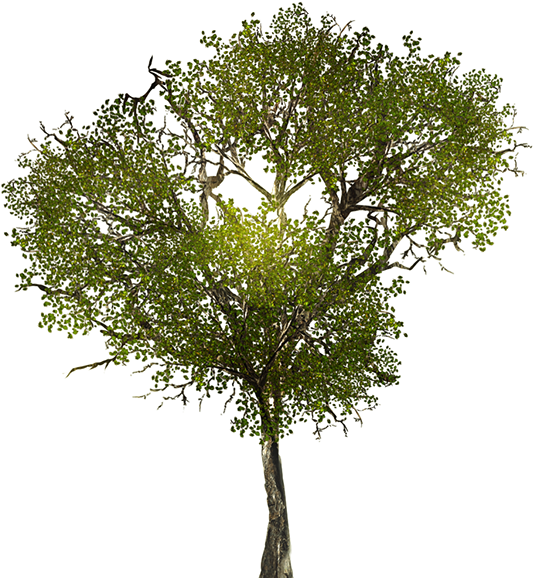 Download Texture For Large Leafy Branches For Tree Models - Trees For ...
