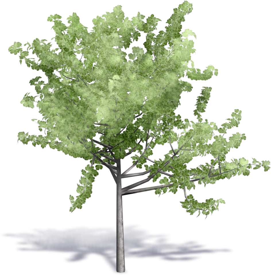 Download Image Result For Cadblock Birch Tree - Autodesk Revit PNG ...