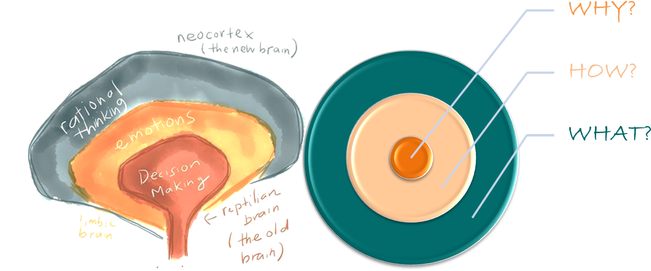 Download Share "golden Circle" - Brain PNG Image with No Background ...