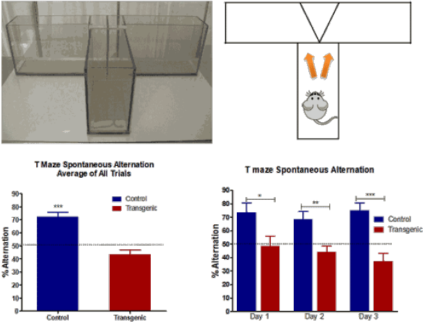 Download T Maze Spontaneous Alternation - T Maze Test PNG Image with No ...