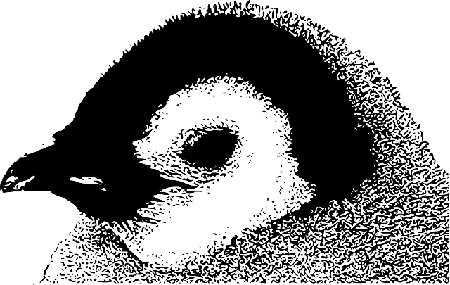 Download Baby, Head, Emperor, Penguin, Black, Small, Face, White ...