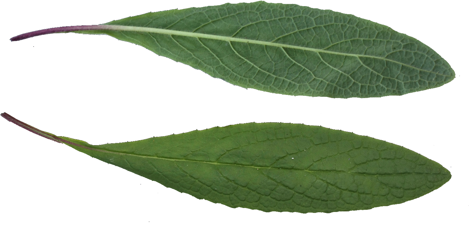 Download Leaf Texture - Leaf Texture Png PNG Image with No Background ...