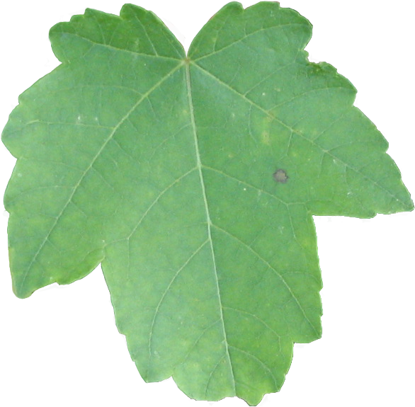 Download Leaf Green Brownspot Tree - Creative Commons License PNG Image ...