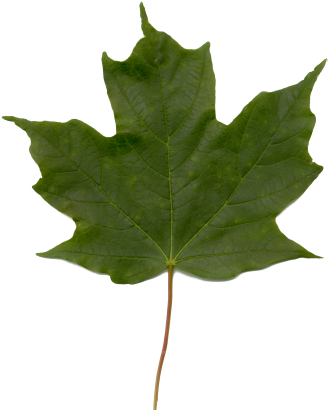 Download Leaf Texture Png Blender Dokumentation/ Tutorials/ - Maple ...