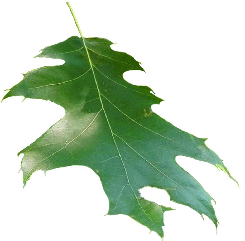 Quercus Rubra Leaf - Oak - Free Transparent PNG Download - PNGkey