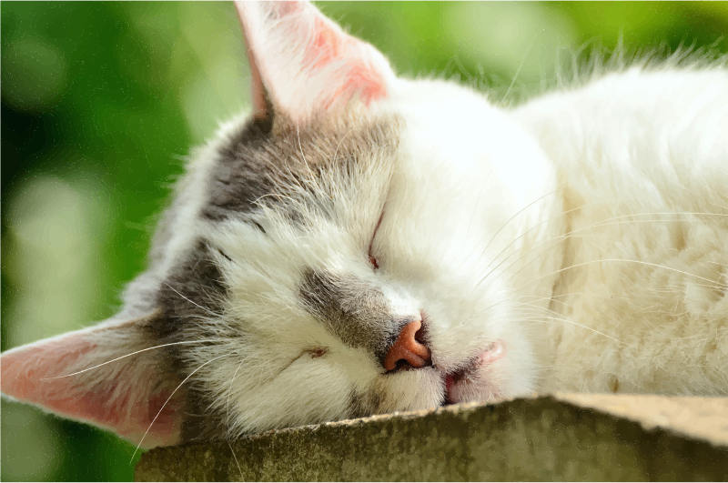 Download Medium Image - Relax Cat PNG Image with No Background - PNGkey.com