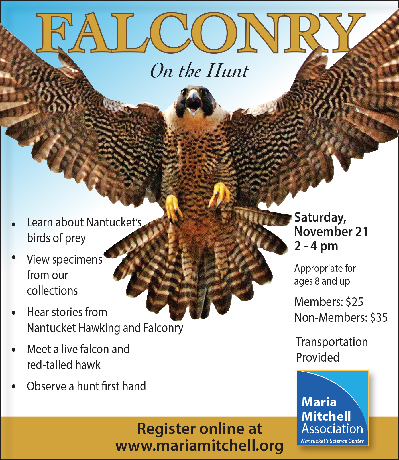 Download Png Falcon - Halcon Peregrino En Vuelo PNG Image with No ...