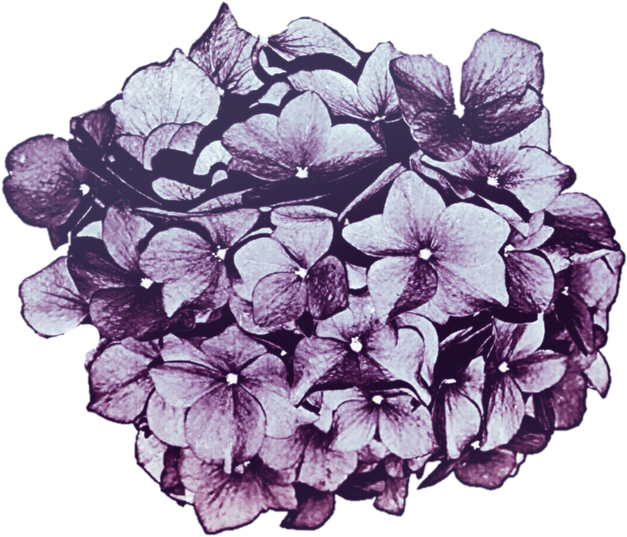 Download Lavender Purple Hydrangea By Jeanicebartzen27 On Deviantart ...
