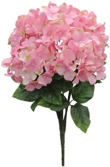 Image - Hydrangea - Free Transparent PNG Download - PNGkey